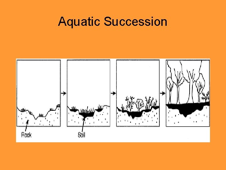 Ecological Succession B A gradual process of change
