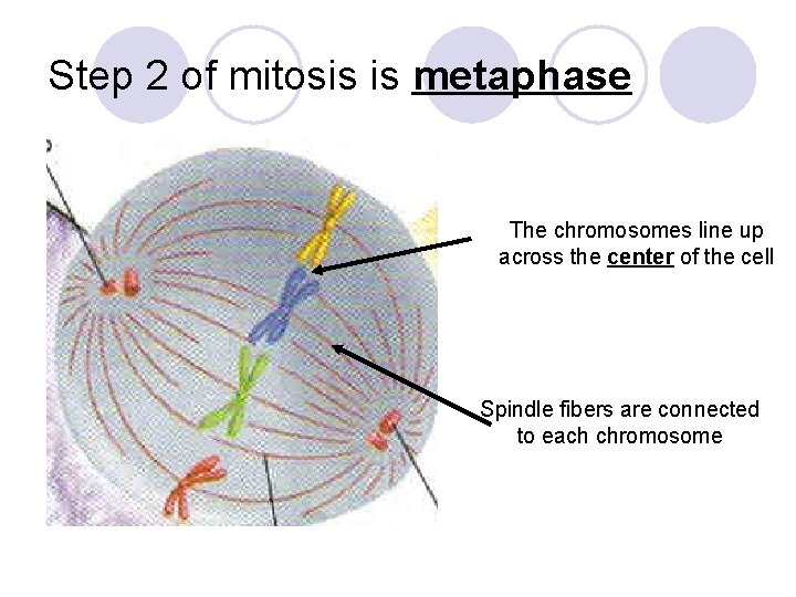 Cell Growth Most organisms grow by producing more