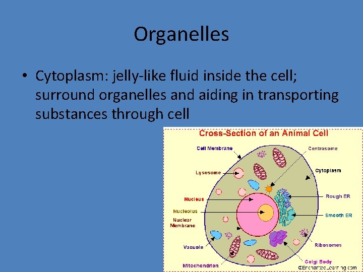 Chapter 11 The Cell Basic Unit of Life