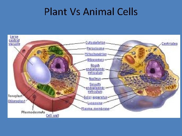 Chapter 11 The Cell Basic Unit of Life