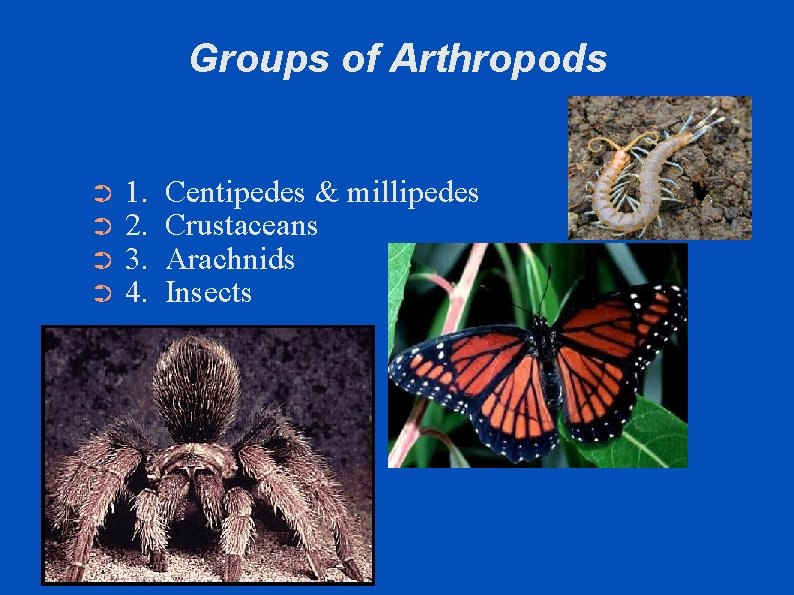 Arthropods Objectives List 4 main characteristics of arthropods