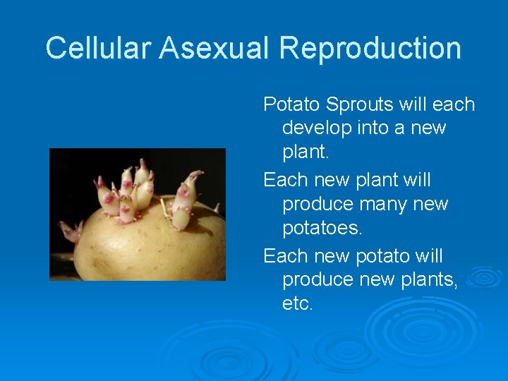 Asexual Reproduction Reproduction The process by which an