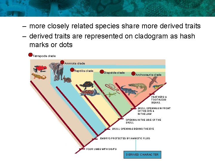 Phylogenetic Trees and Cladograms Show the possible evolutionary