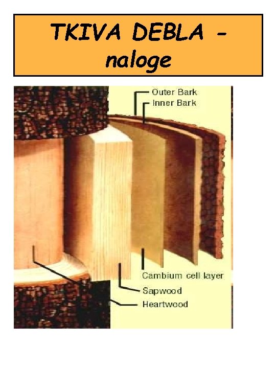 MAKROSKOPSKA ZGRADBA LESA Interno gradivo V une namene