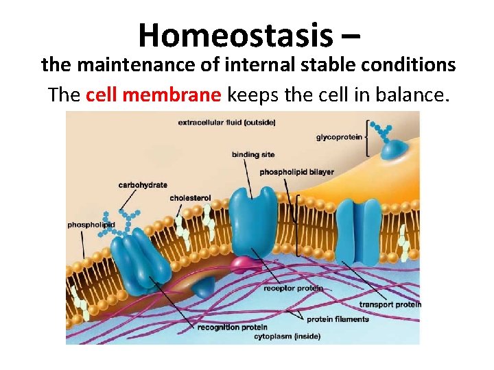 Cell Membrane Cellular Transport Homeostasis the maintenance of