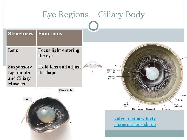 The Eye and Sight Orbital Cavity Overview Structures