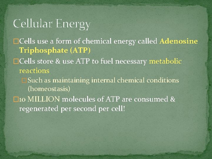 Ch 9 Photosythesis and Cellular Respiration Honors Biology