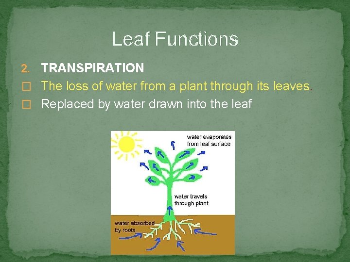 Ch 9 Photosythesis and Cellular Respiration Honors Biology