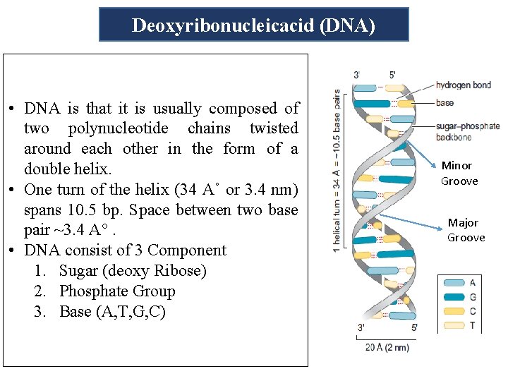 Basic Concept of Molecular Biology Unit 1 B