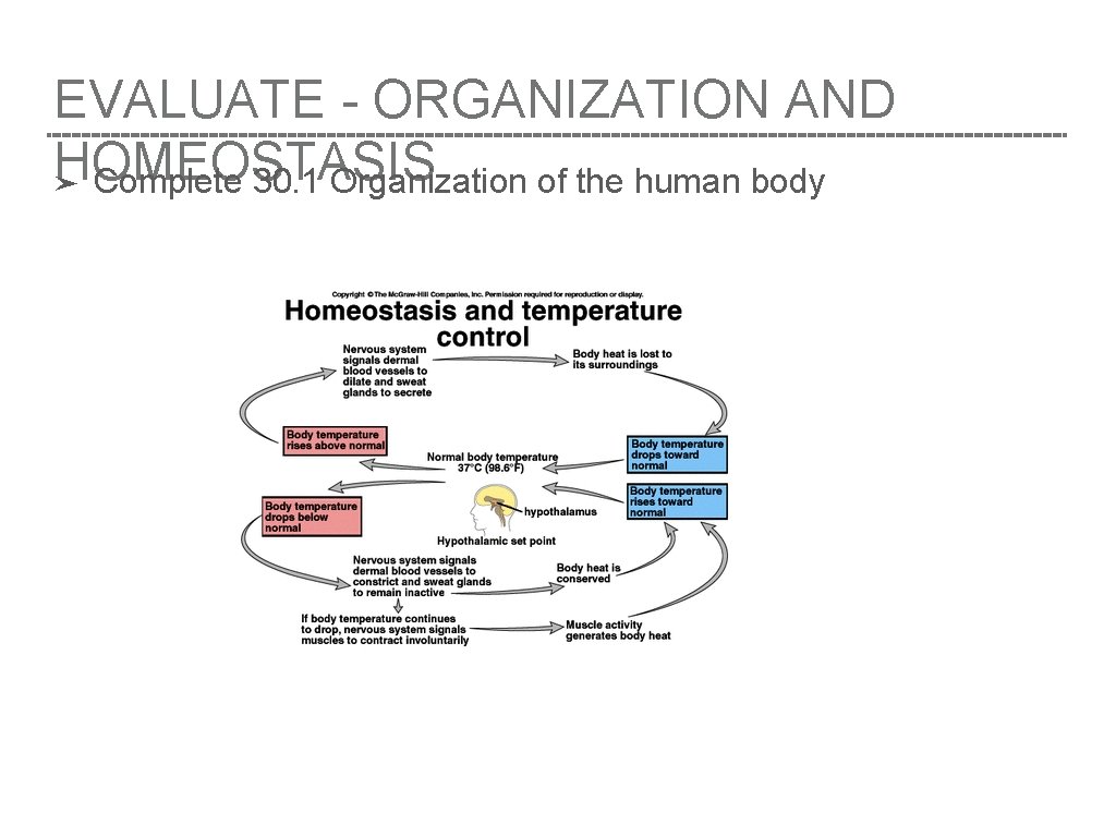 HOMEOSTASIS Big Q How is the human body