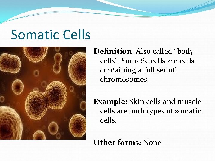 Meiosis Vocab Meiosis Definition Type of cell division