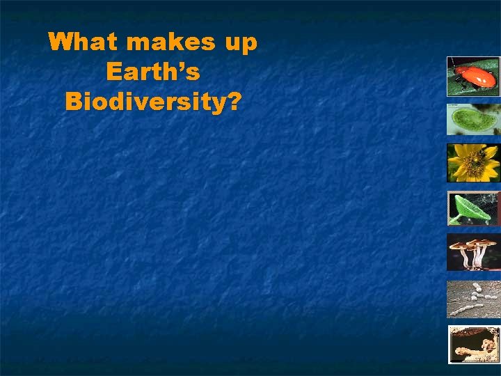 Biodiversity Life on Earth and How Were Losing