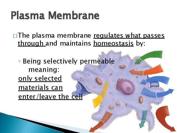 Cell Transport Plasma Membrane Structure Passive Active Transport