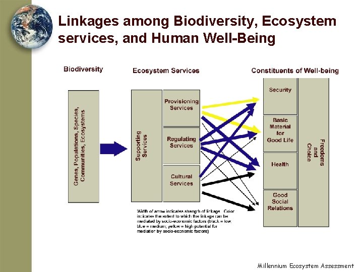 Millennium Ecosystem Assessment Biodiversity Synthesis Report The Team