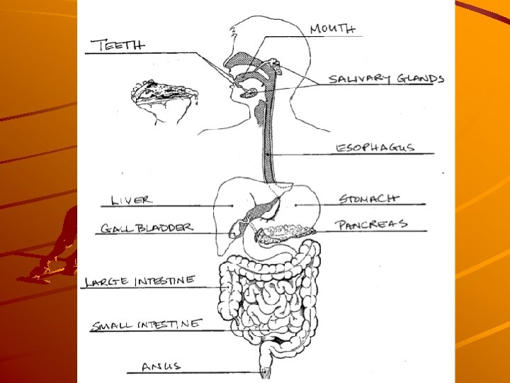 Digestive and Excretory Systems Vocabulary Lesson 3 1