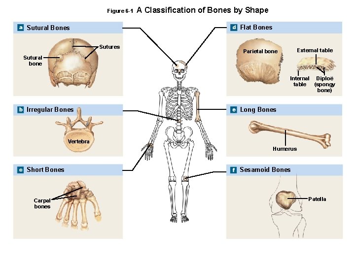Chapter 6 Bones What do bones do for