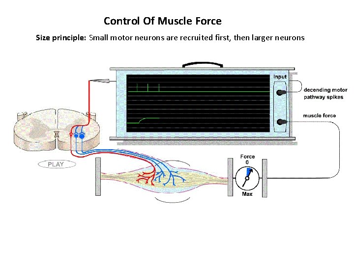 The motor unit and spinal reflexes Michael Beierlein