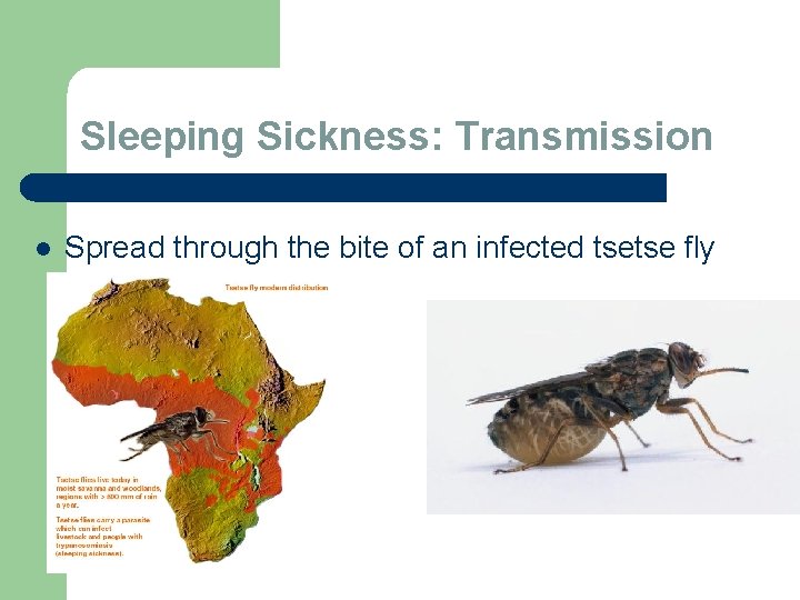 Issues in Africa Health Problems Issues in Africa