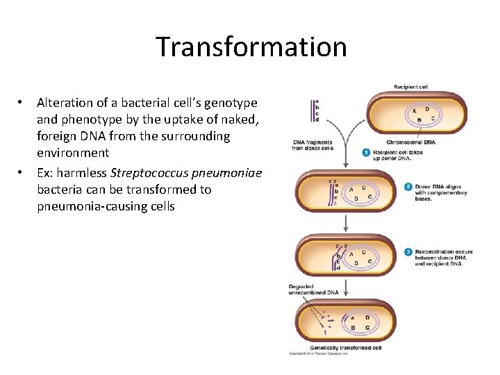 Genetic Variation in Prokaryotes AP Biology Chapter 27