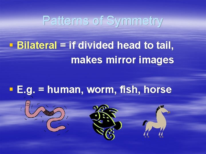 Kingdom Animalia I Symmetry balance in structure Radial