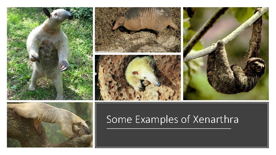 Bats Xenarthra and Review by Mark What are