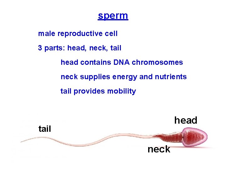 The Male Reproductive System Unlike other body systems