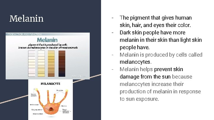Skin Anatomy By Ashlyn Danielle Kyler and Tre