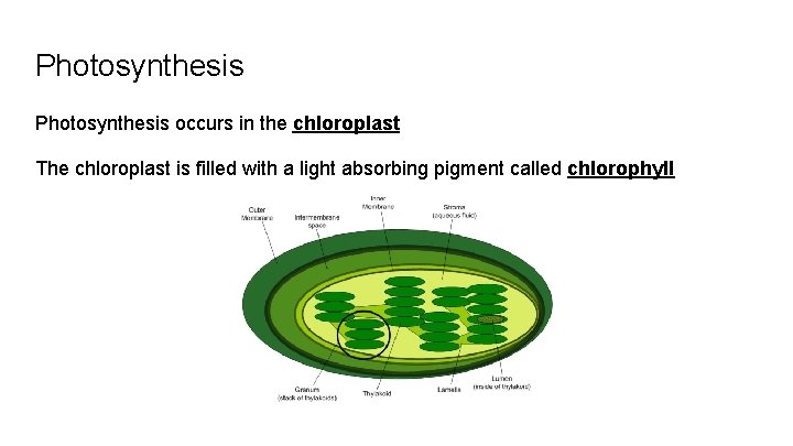 Photosynthesis Photosynthesis a process used by plants and