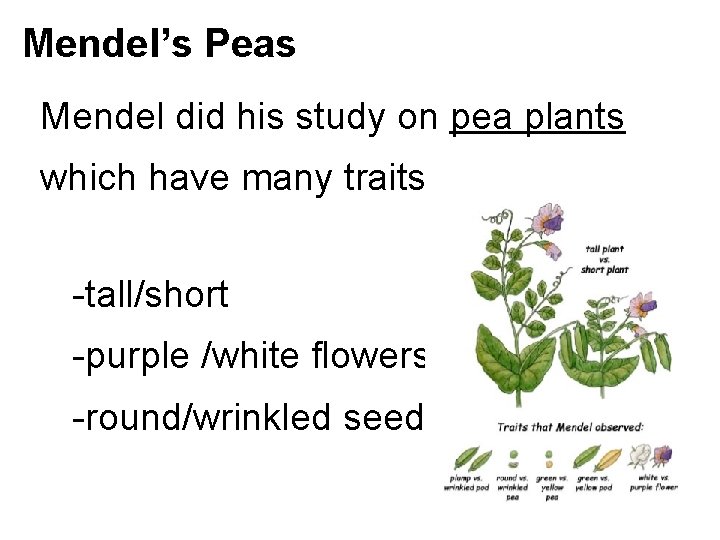 Ch 11 Introduction to Genetics A Brief History