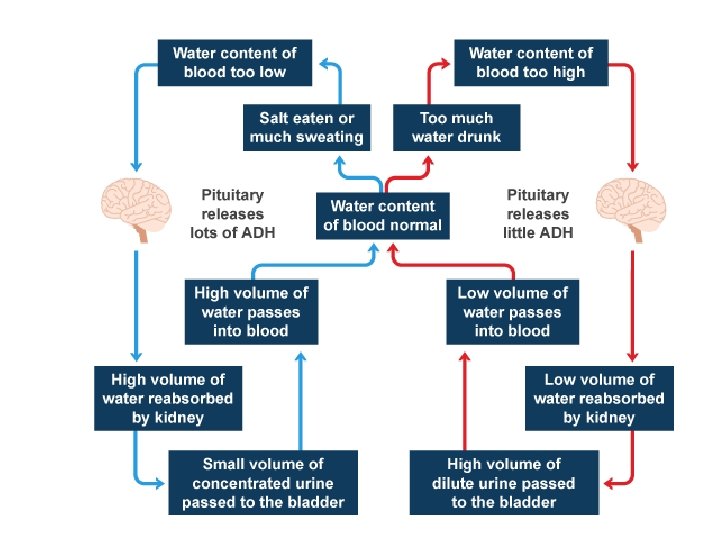 Homeostasis in humans Homeostasis in humans Body fluid