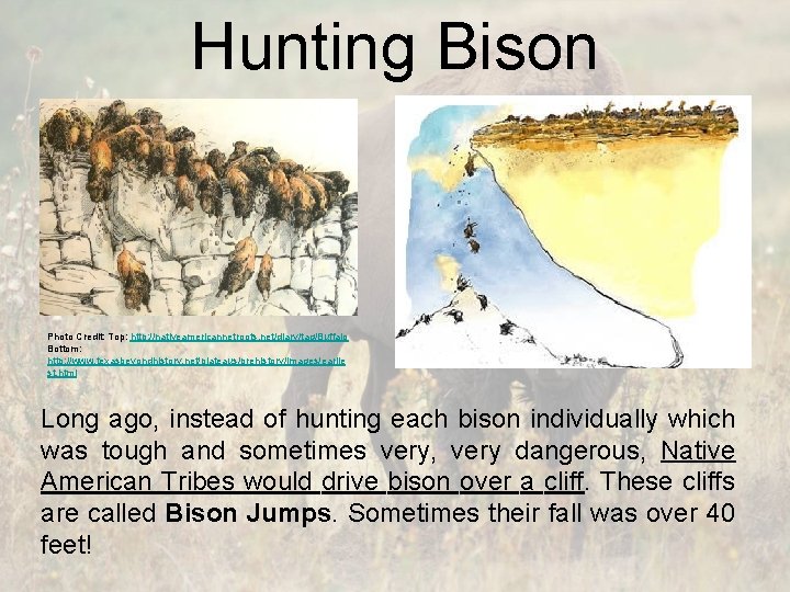 Science Unit 3 Bison and Archaeology Photo Credit