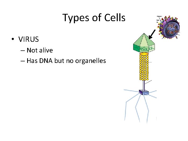 Science Review Week 2 The Cell Membrane Cell