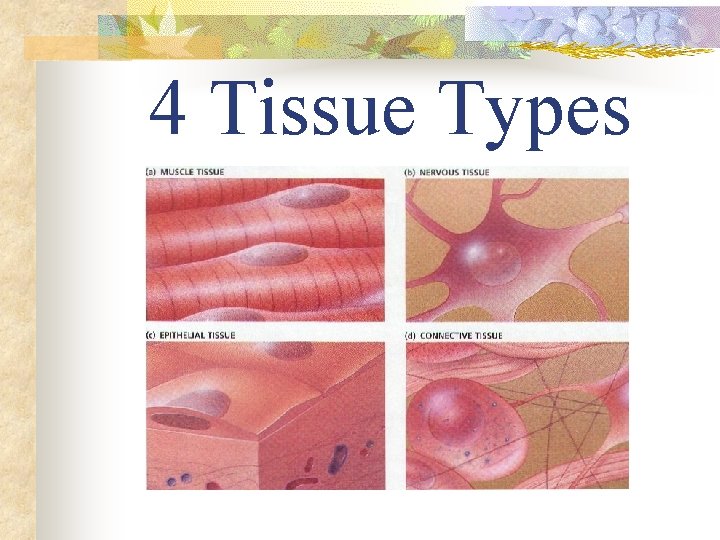 Ch 1 Introduction to the human body pp