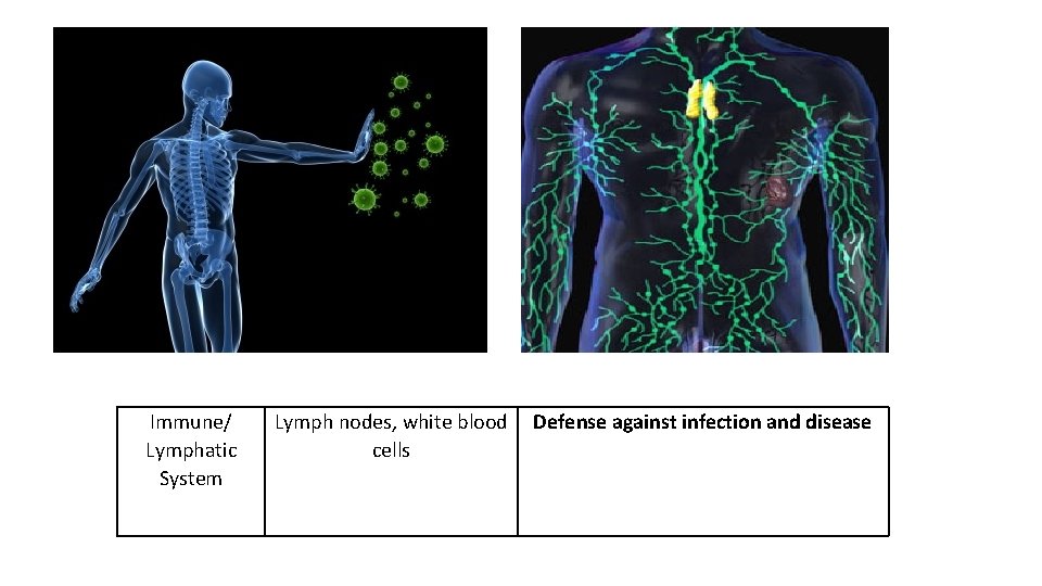 BODY SYSTEMS OVERVIEW Body System Major Organs Function