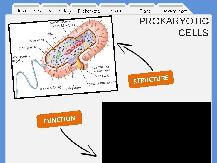 Instructions Vocabulary Prokaryote CELL A Journey into the