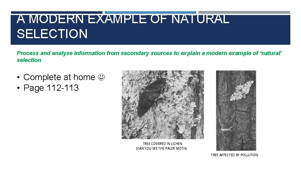 BLUEPRINT OF LIFE MISS HERETAKIS EVOLUTION 1 Evidence