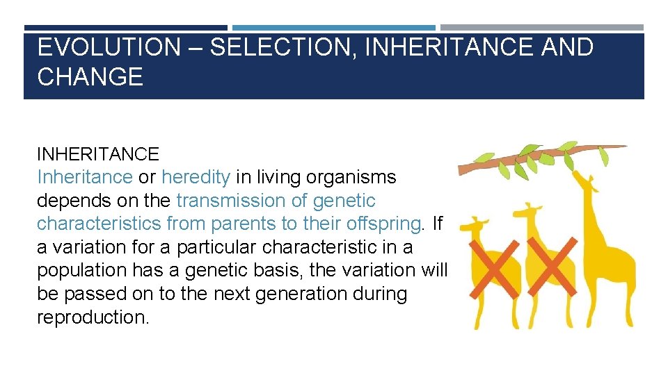 BLUEPRINT OF LIFE MISS HERETAKIS EVOLUTION 1 Evidence