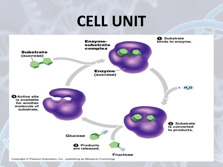 MIDTERM REVIEW Honors Biology CELL UNIT 1 CELLULAR