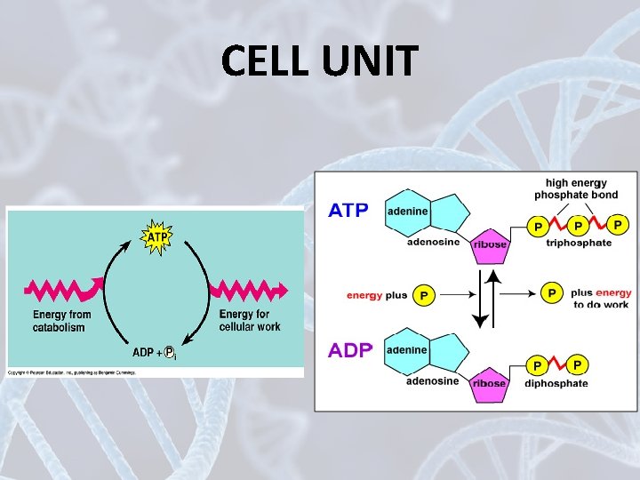 MIDTERM REVIEW Honors Biology CELL UNIT 1 CELLULAR