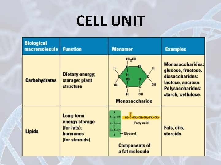 MIDTERM REVIEW Honors Biology CELL UNIT 1 CELLULAR