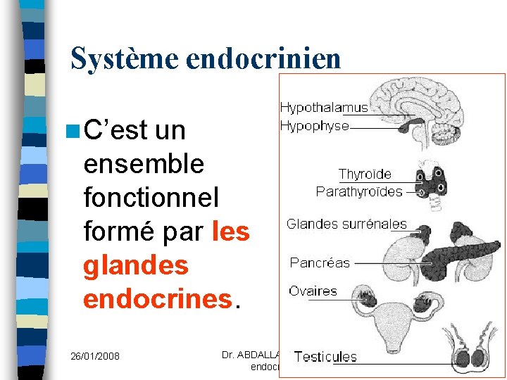 SYSTEME ENDOCRINIEN 1re partie Dr A ABDALLAH Laboratoire