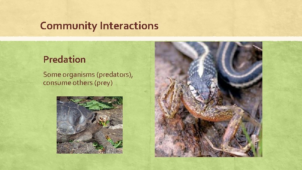 Ecology Module 15 Organization of the Biosphere Levels