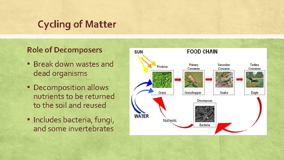 Ecology Module 15 Organization of the Biosphere Levels
