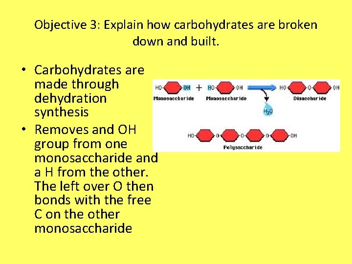 4 Major Macromolecules 3 Objectives 1 Describe the