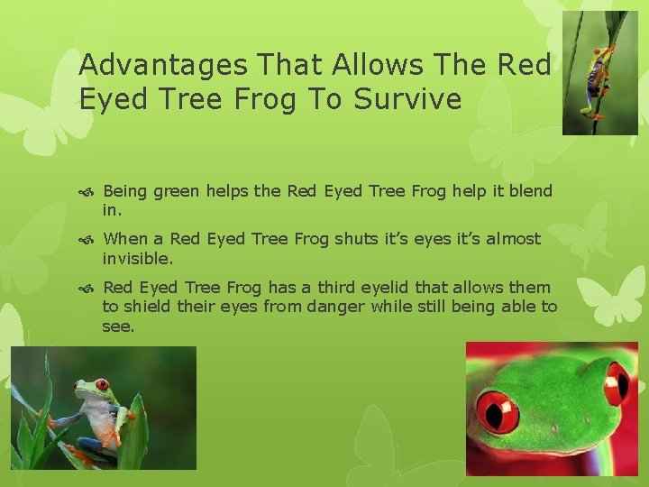 The Red Eyed Tree Frogs By Ashlee The