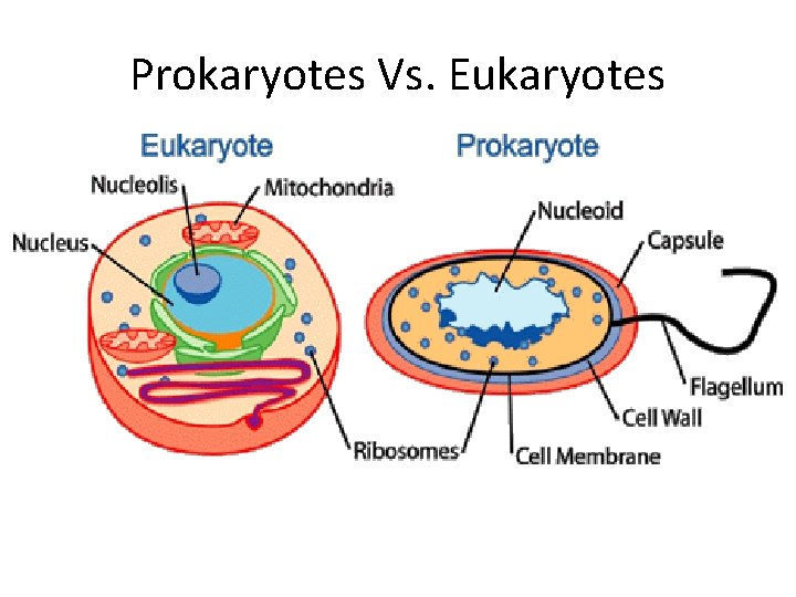 The Microbial World Prokaryotes Vs Eukaryotes Mircrobes of