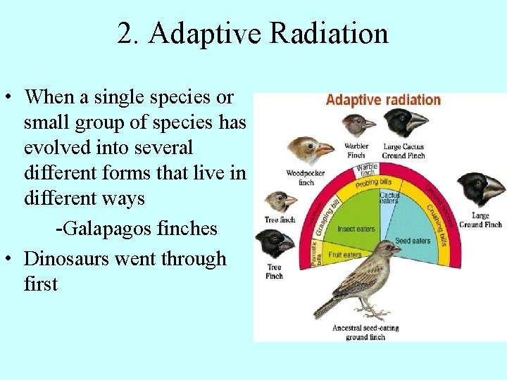 Warm Up 7 Punctuated equilibrium coevolution adaptive radiation