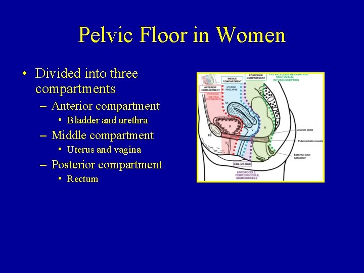 An Introduction to Pelvic Floor Disorders Gaby Vargas