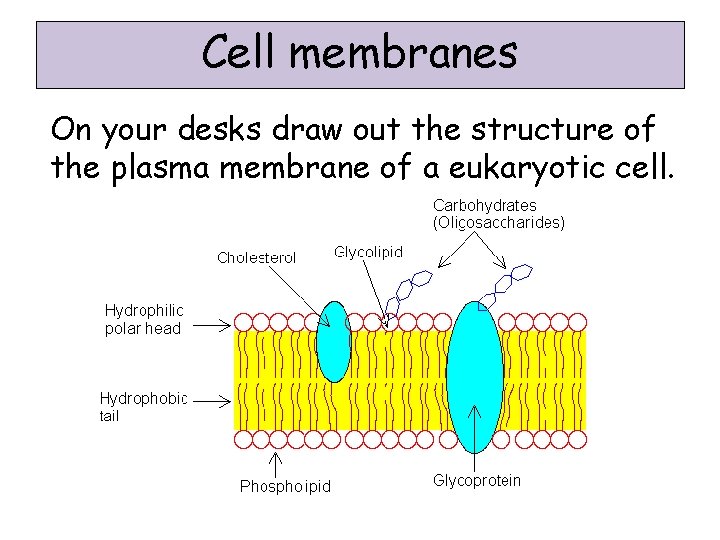 Lesson 7 Cell Membranes and the Cytoskeleton Hank