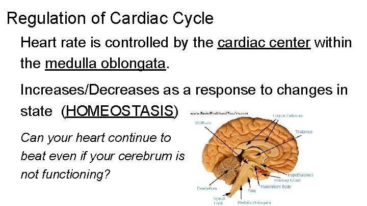 Heart Actions Cardiac Cycle One complete heartbeat The